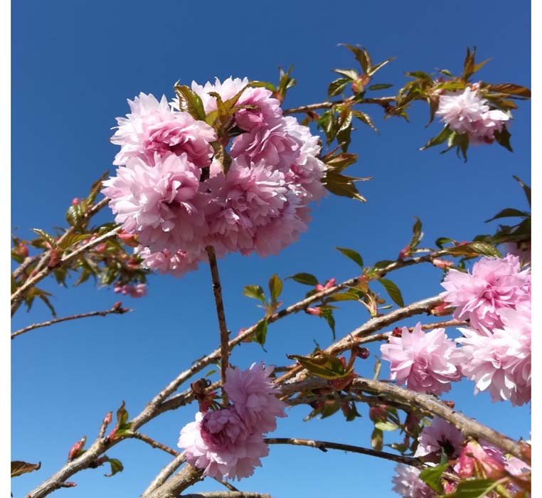 Pépinières Forest | Arbres d'ornement