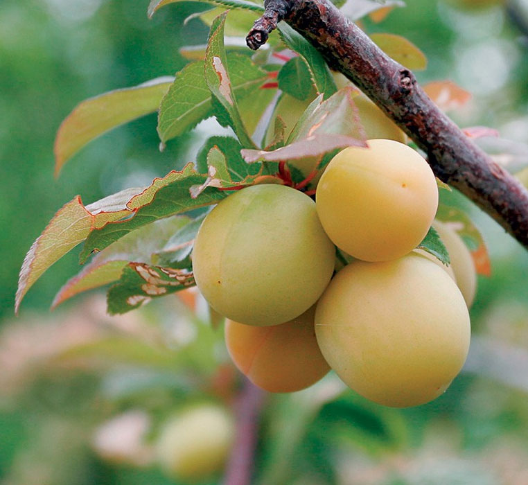 Pépinères Forest - Arbres Fruitiers - Prunes