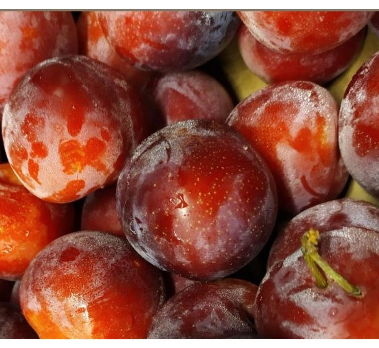 Pépinères Forest - Arbres Fruitiers - Prunes