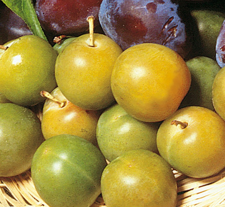 Pépinères Forest - Arbres Fruitiers - Prunes