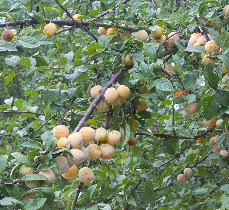 Pépinères Forest - Arbres Fruitiers - Prunes