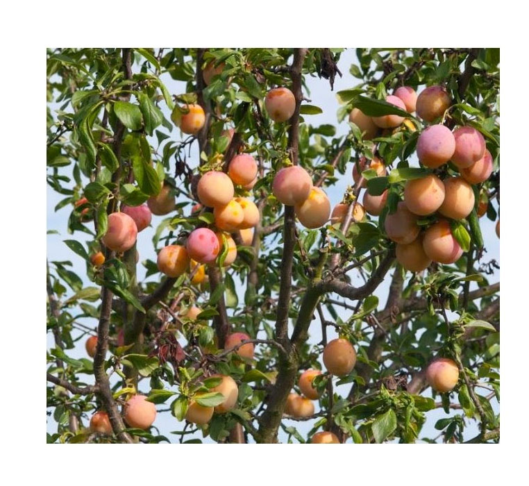 Pépinères Forest - Arbres Fruitiers - Prunes