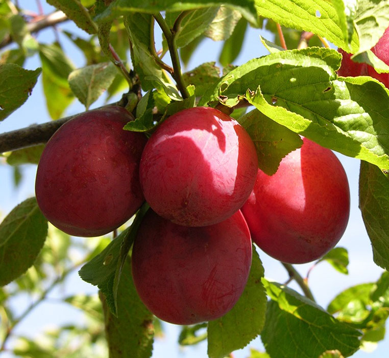 Pépinères Forest - Arbres Fruitiers - Prunes