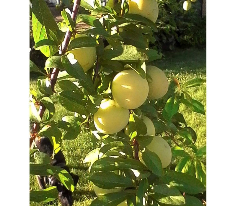 Pépinères Forest - Arbres Fruitiers - Prunes