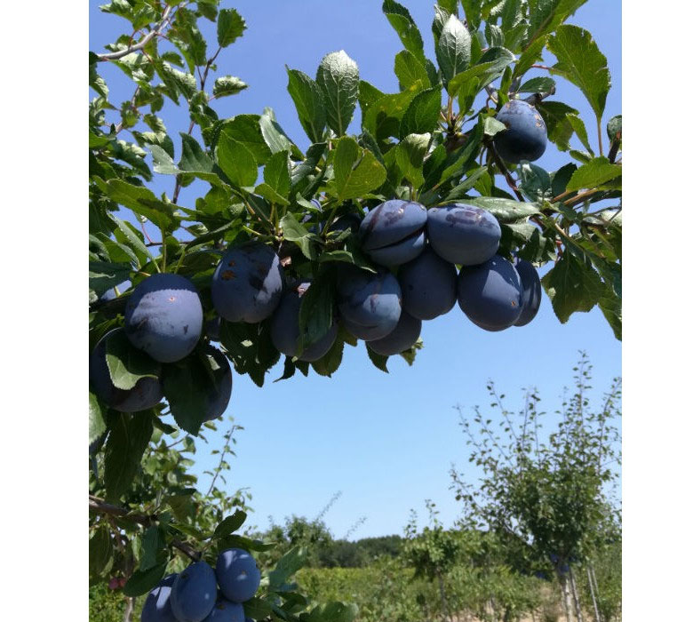 Pépinères Forest - Arbres Fruitiers - Prunes