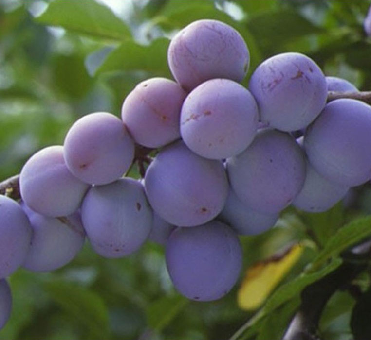 Pépinères Forest - Arbres Fruitiers - Prunes