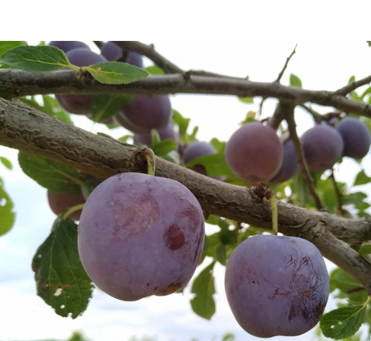 Pépinères Forest - Arbres Fruitiers - Prunes